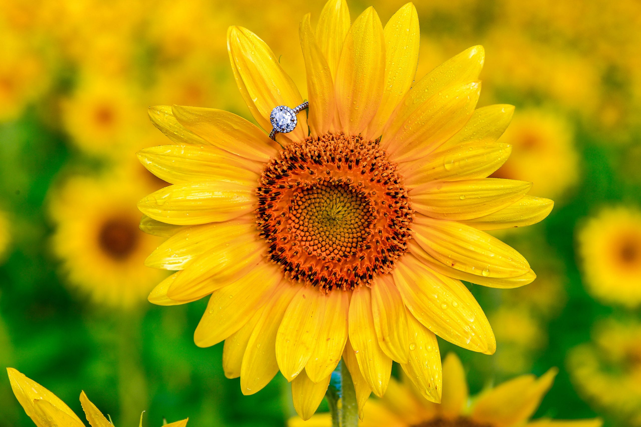 Flower Fields Across the World Perfect for your Engagement Proposal ...